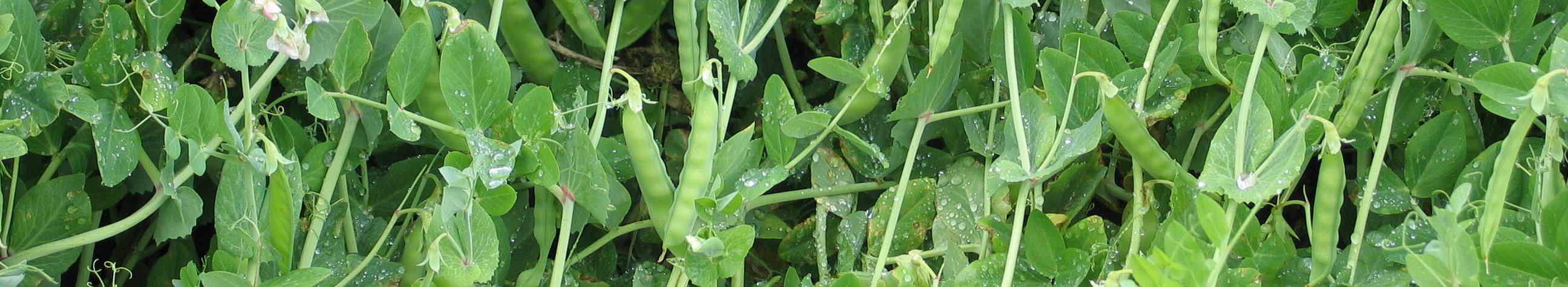 Smith Seeds - Seed production specialists, New Zealand